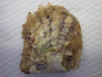 Pinctada albina | Nicholai Cushing