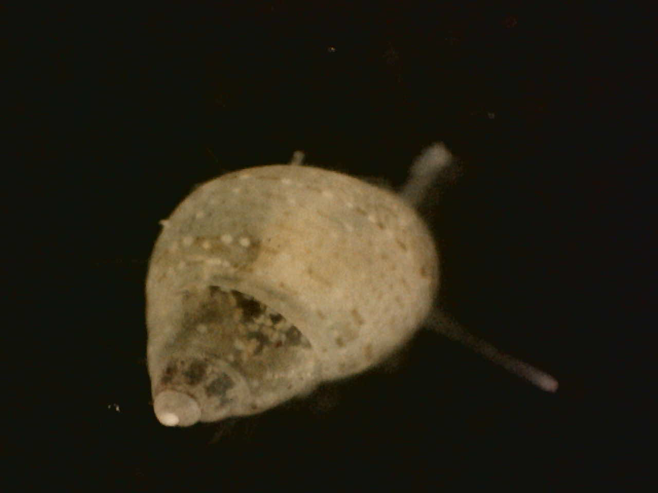 Collonista amakusaensis | Jarvis Aland